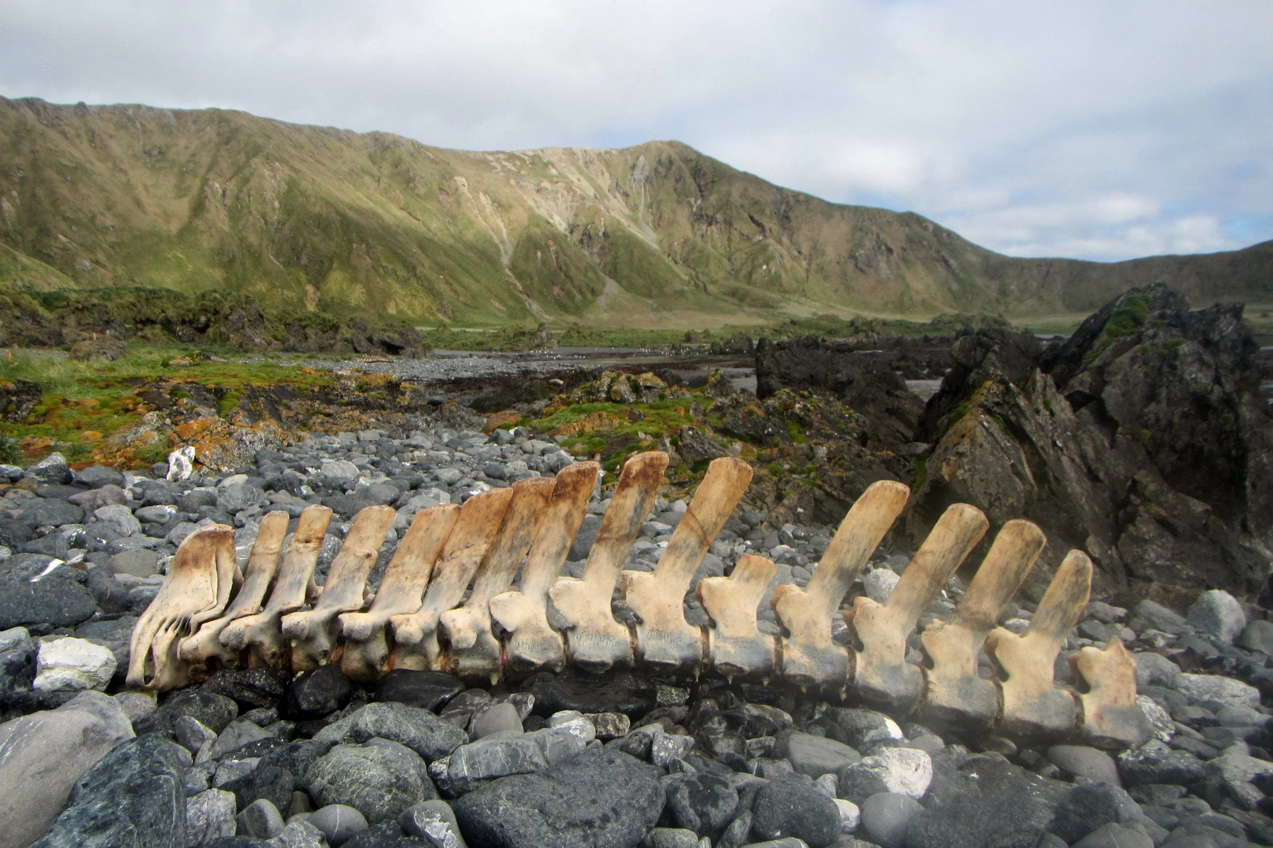 The People — Macquarie Island Conservation Foundation