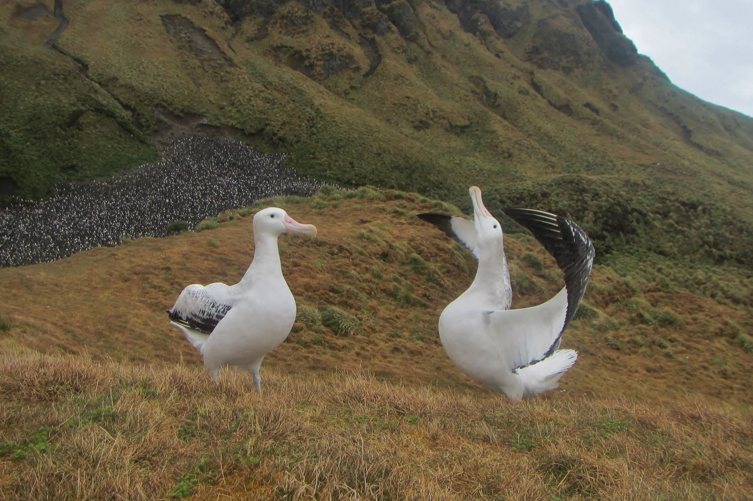 Albatross — Macquarie Island Conservation Foundation