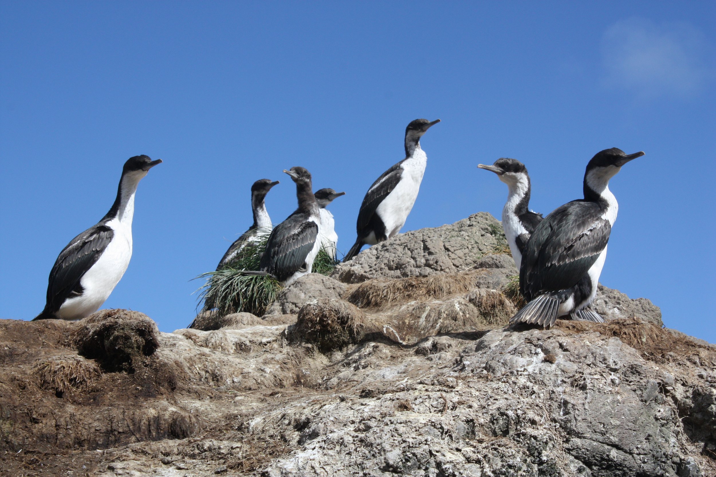 Other Seabirds — Macquarie Island Conservation Foundation
