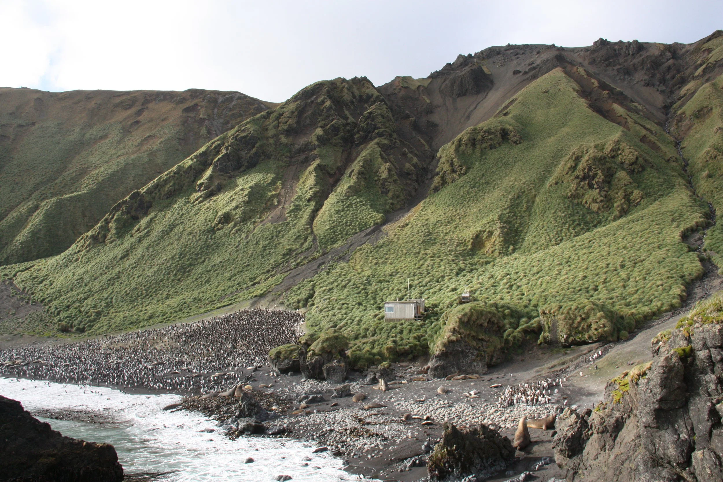 Our Principles — Macquarie Island Conservation Foundation