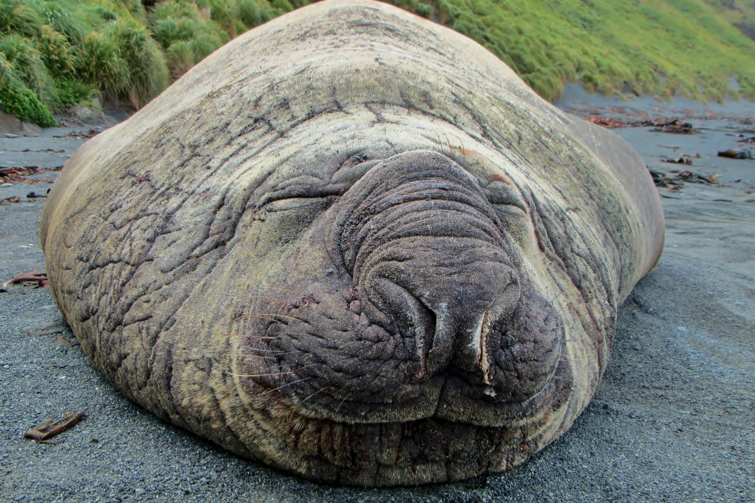 Conservation Initiatives — Macquarie Island Conservation Foundation