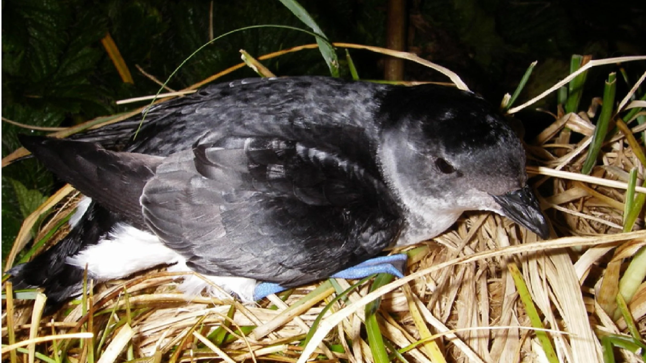 Burrowing Petrels — Macquarie Island Conservation Foundation