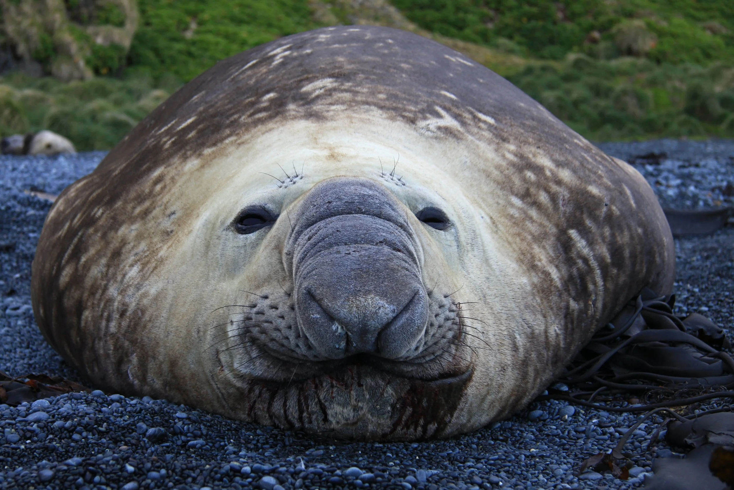 Seals — Macquarie Island Conservation Foundation