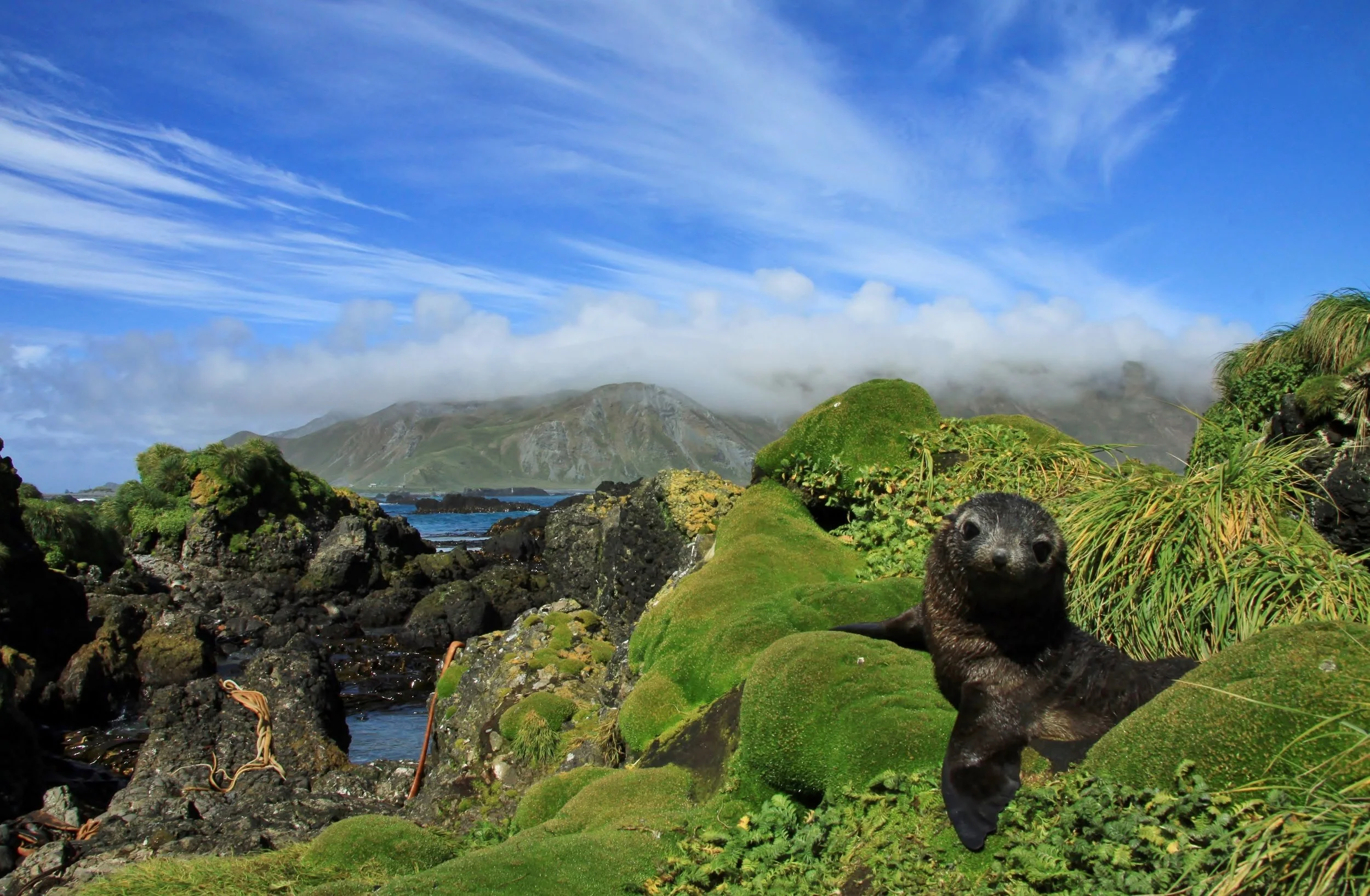 Donate — Macquarie Island Conservation Foundation