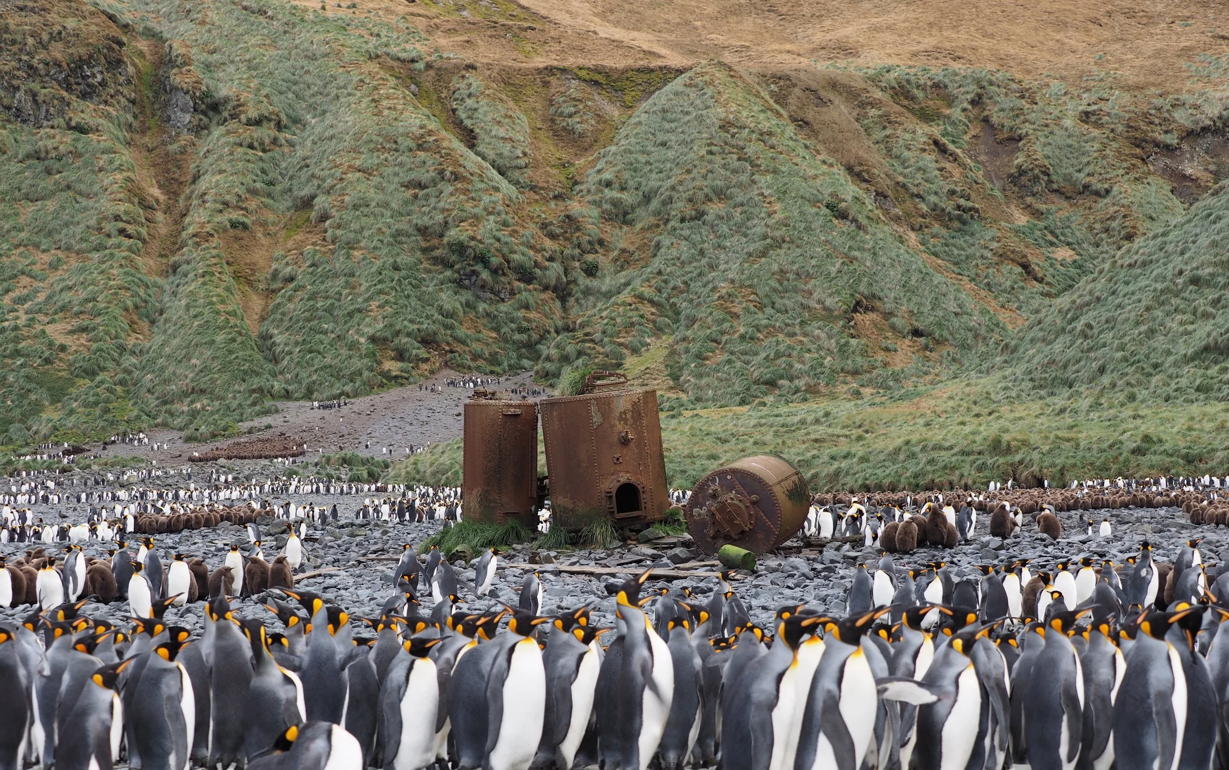 The People — Macquarie Island Conservation Foundation