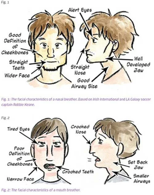 Nose vs Mouth Breathing: Facial Development & and Mewing — Coello