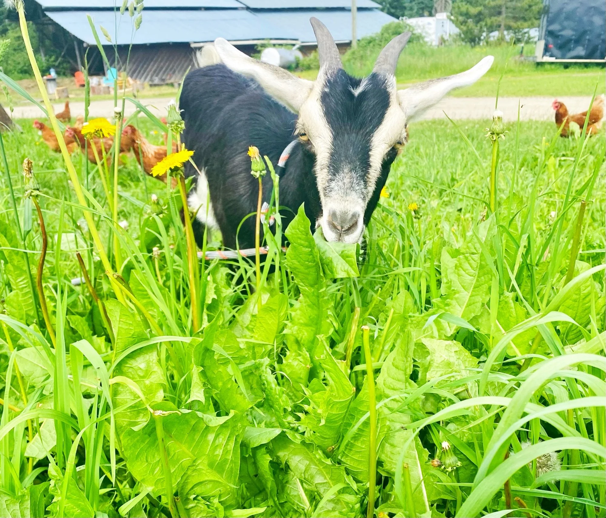 Farm life is the good life. — Whiskeyfill Farm Co