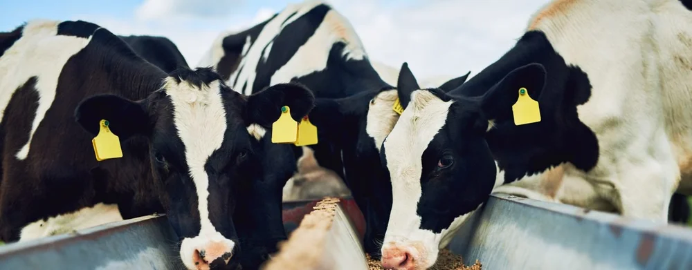 Animal Feed Tanker Haulage — SLD Logistics Ltd