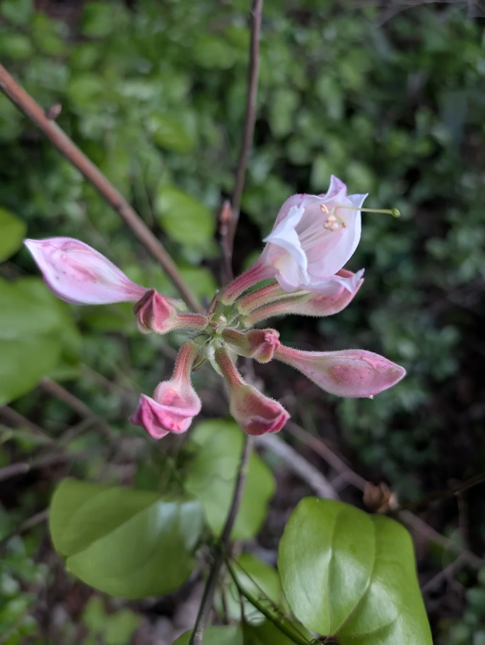 Native Azaleas of the U.S.: A Complete Guide to Bloom Times, Zones ...