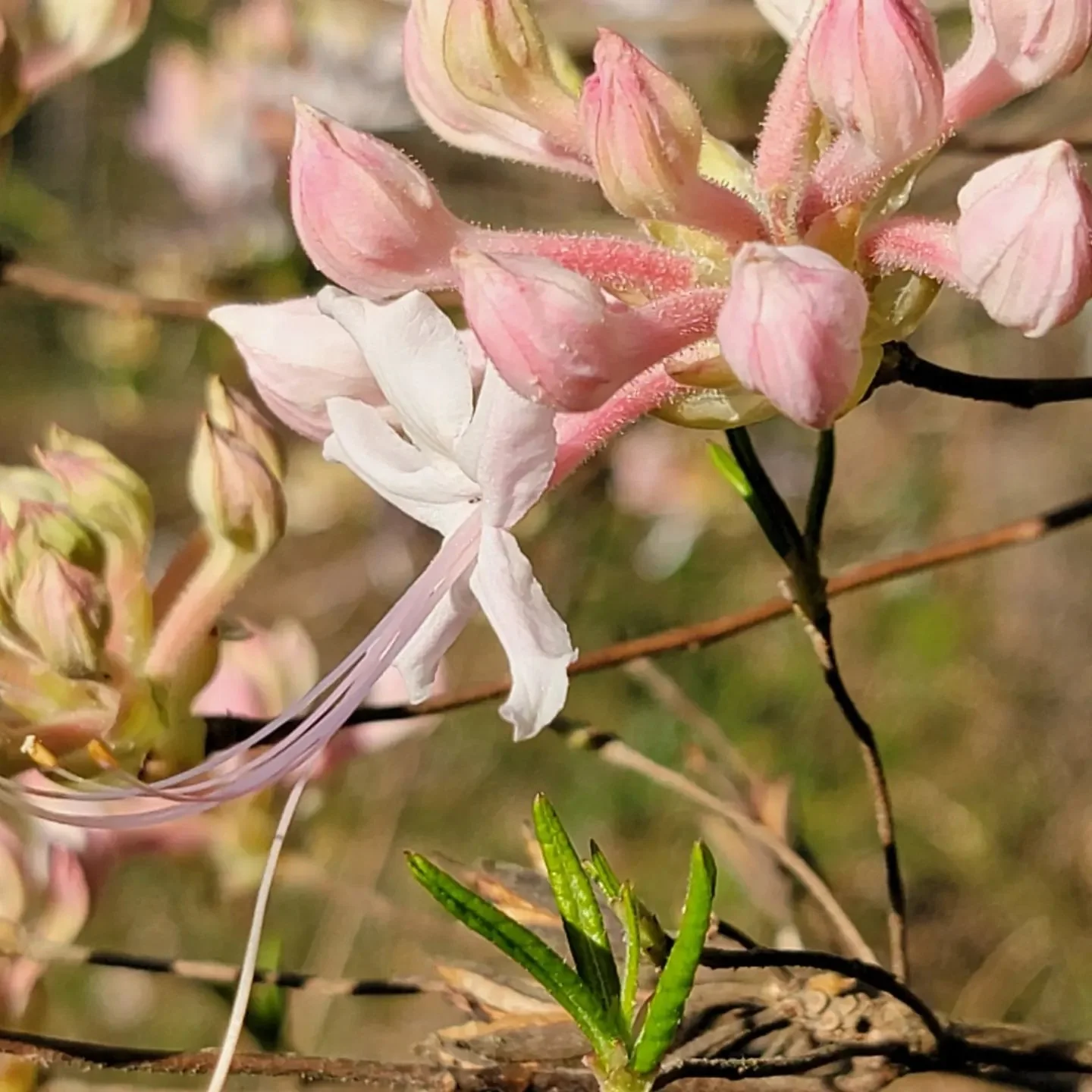 Native Azaleas of the U.S.: A Complete Guide to Bloom Times, Zones ...