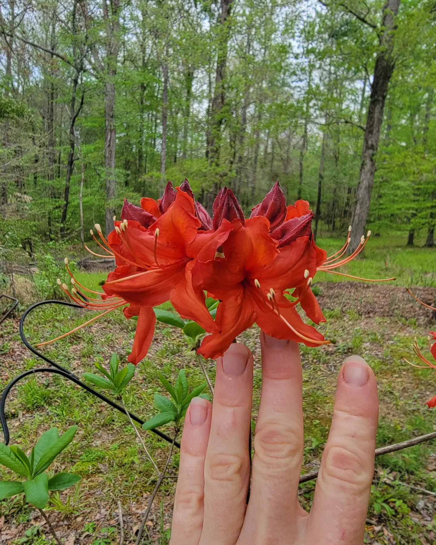 Native Azaleas of the U.S.: A Complete Guide to Bloom Times, Zones ...