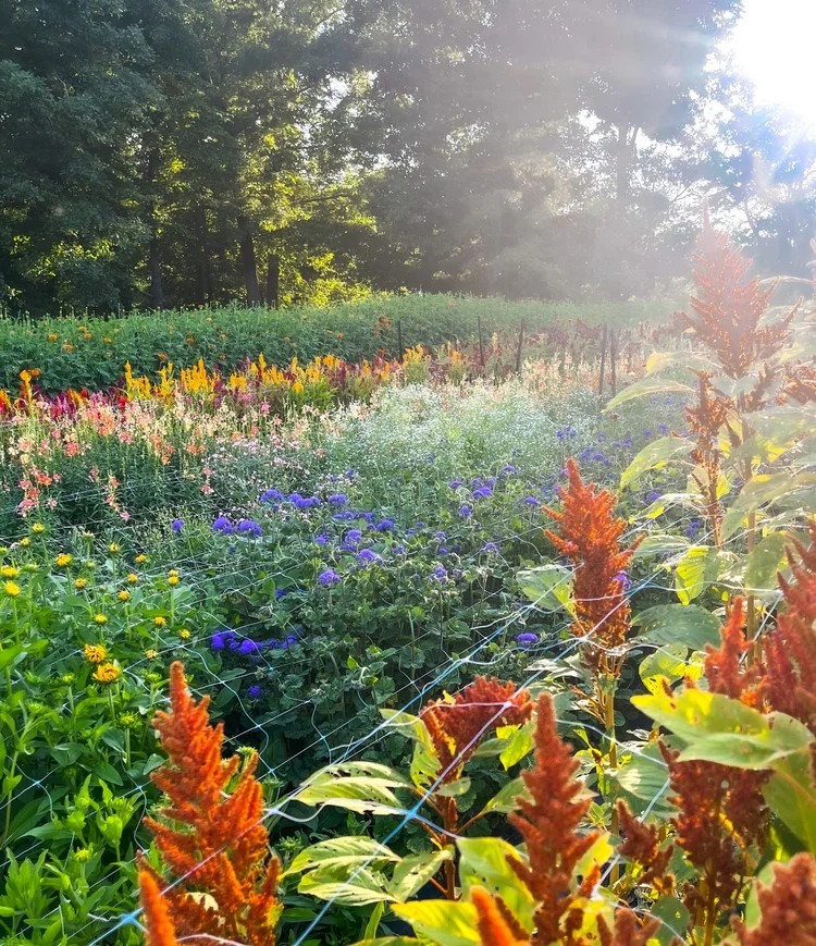 Rainbow Roots Floral