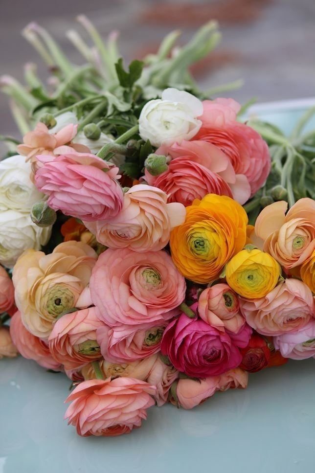 Rainbow Roots Floral