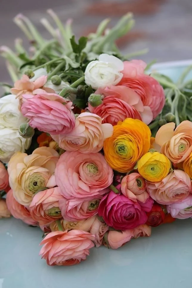 Rainbow Roots Floral