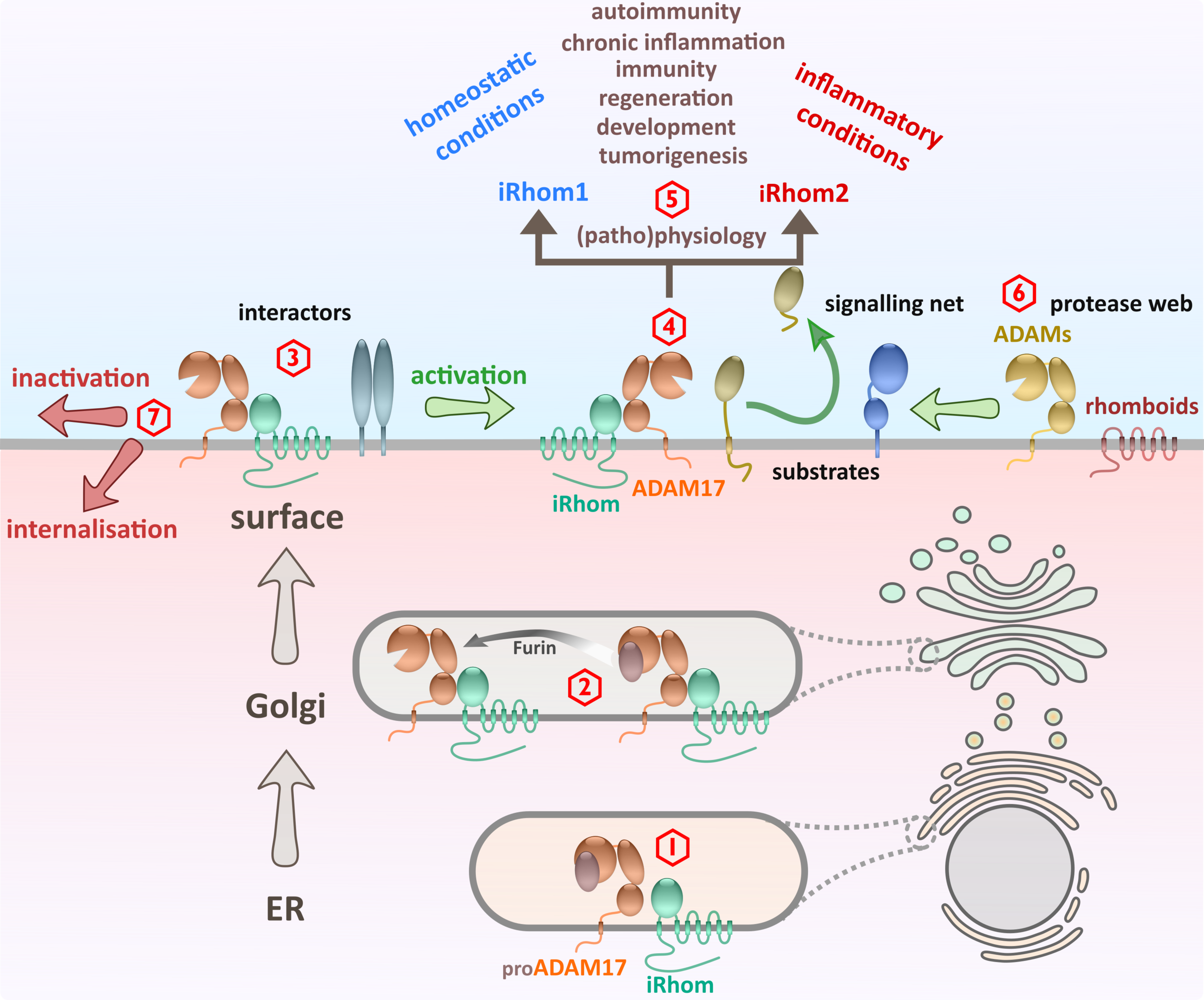 Cluster Biology