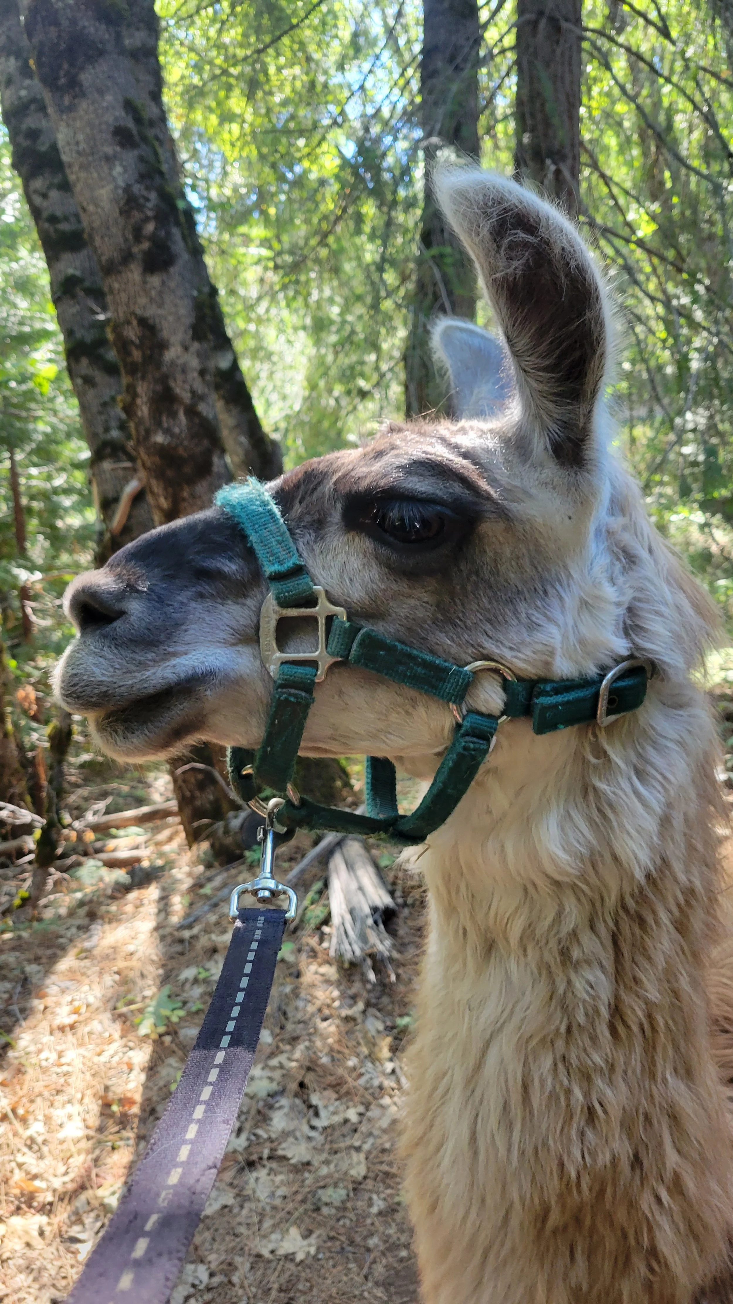 The Goats — Not By Luck Ranch