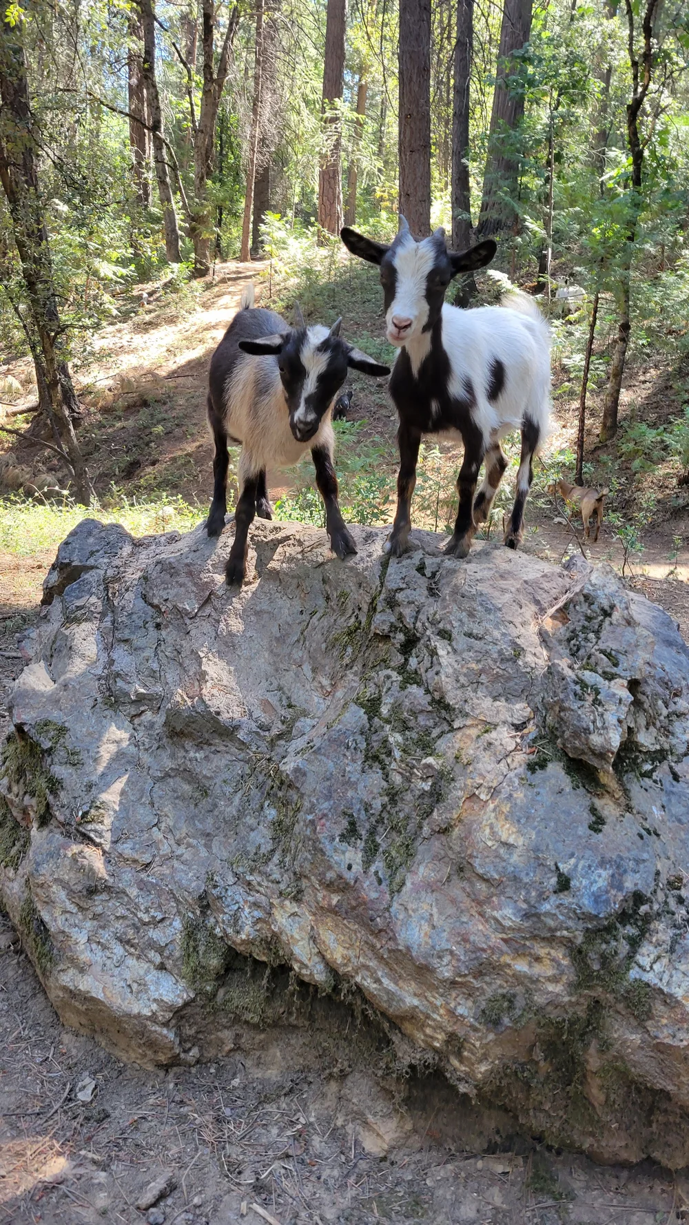 Not By Luck Ranch | Book Your Visit Today