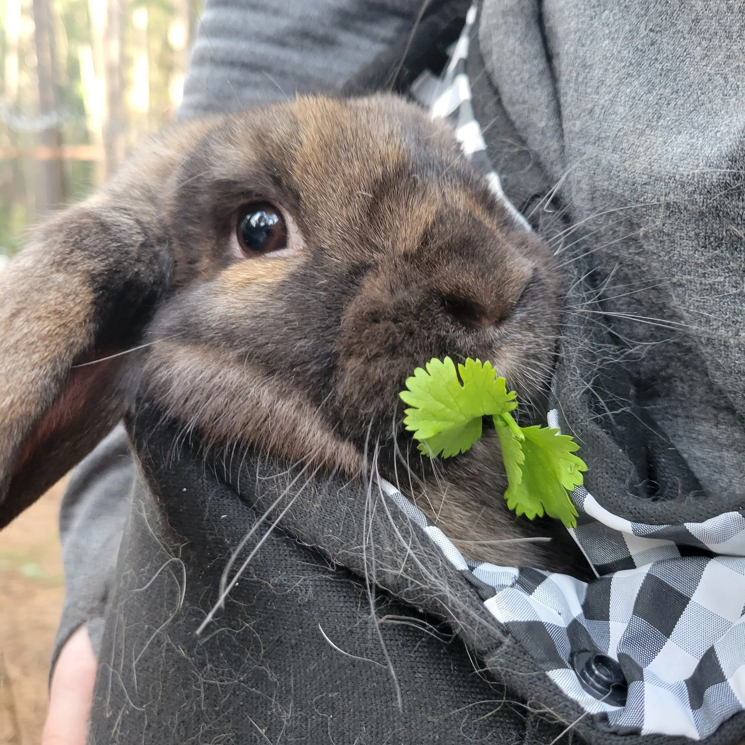The Rabbits — Not By Luck Ranch