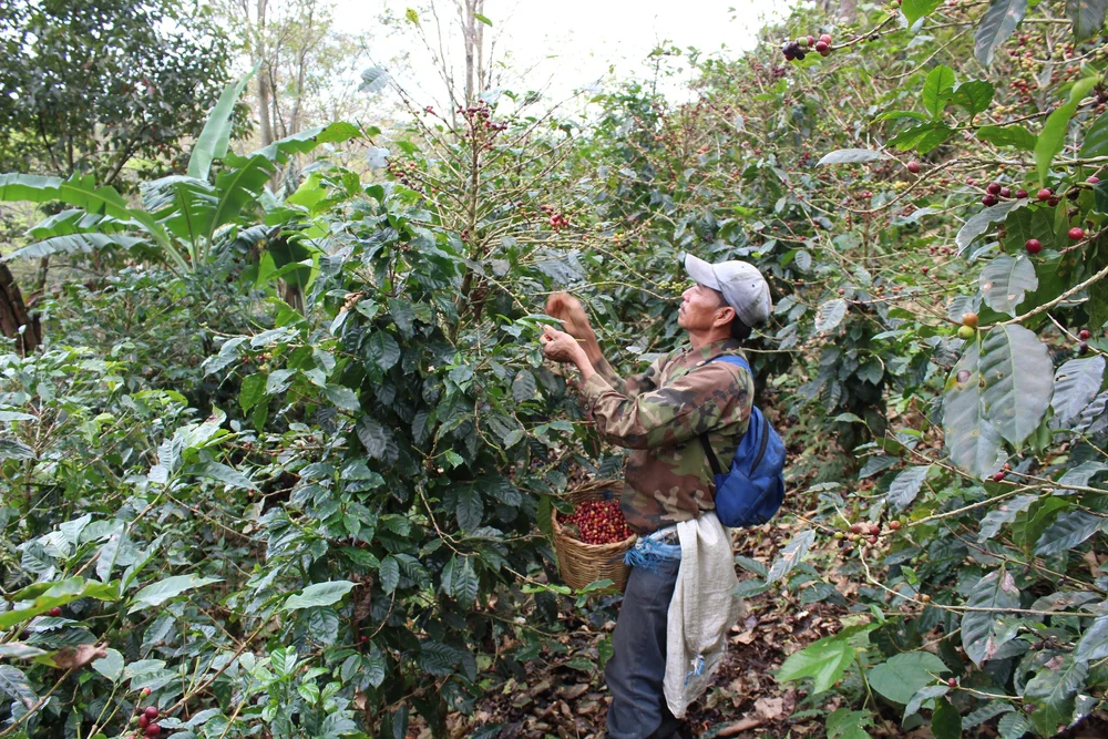 Main — Specialty Coffee Transaction Guide