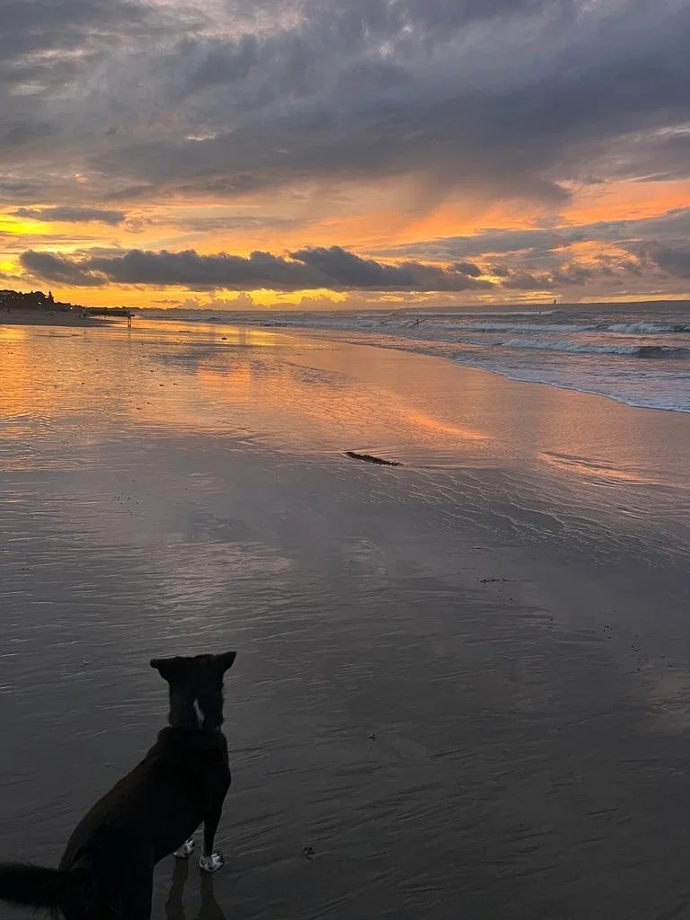 Benefits of Remote Work with Dogs — Remote Rebellion