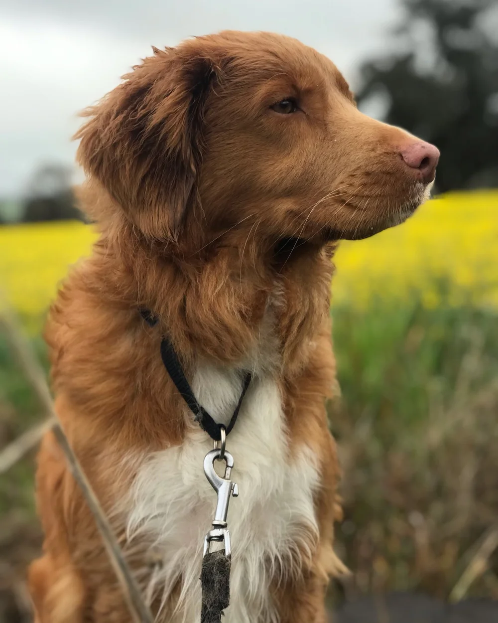 Nova Scotia Duck Tolling Retriever Club of Victoria