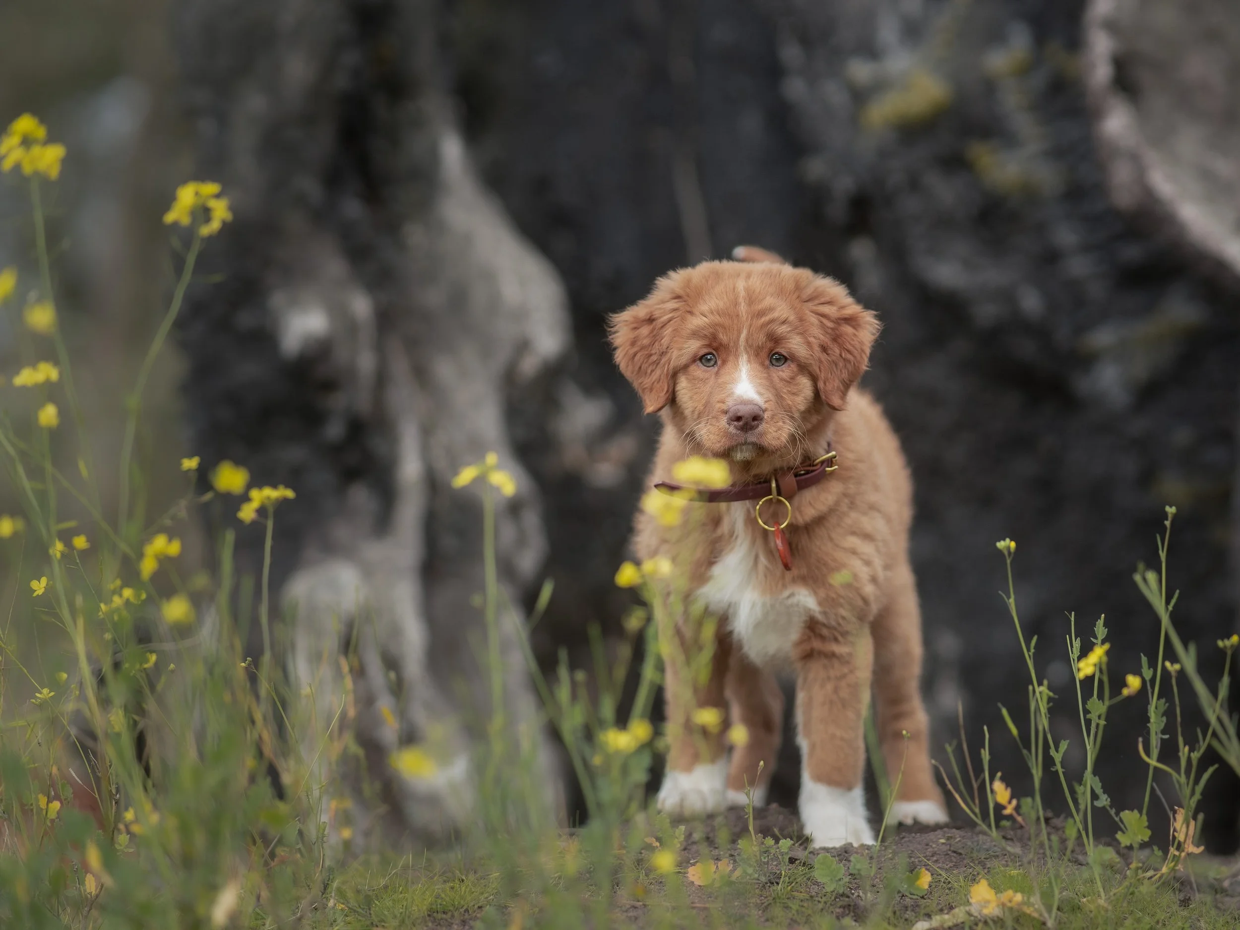 Nova Scotia Duck Tolling Retriever Club of Victoria