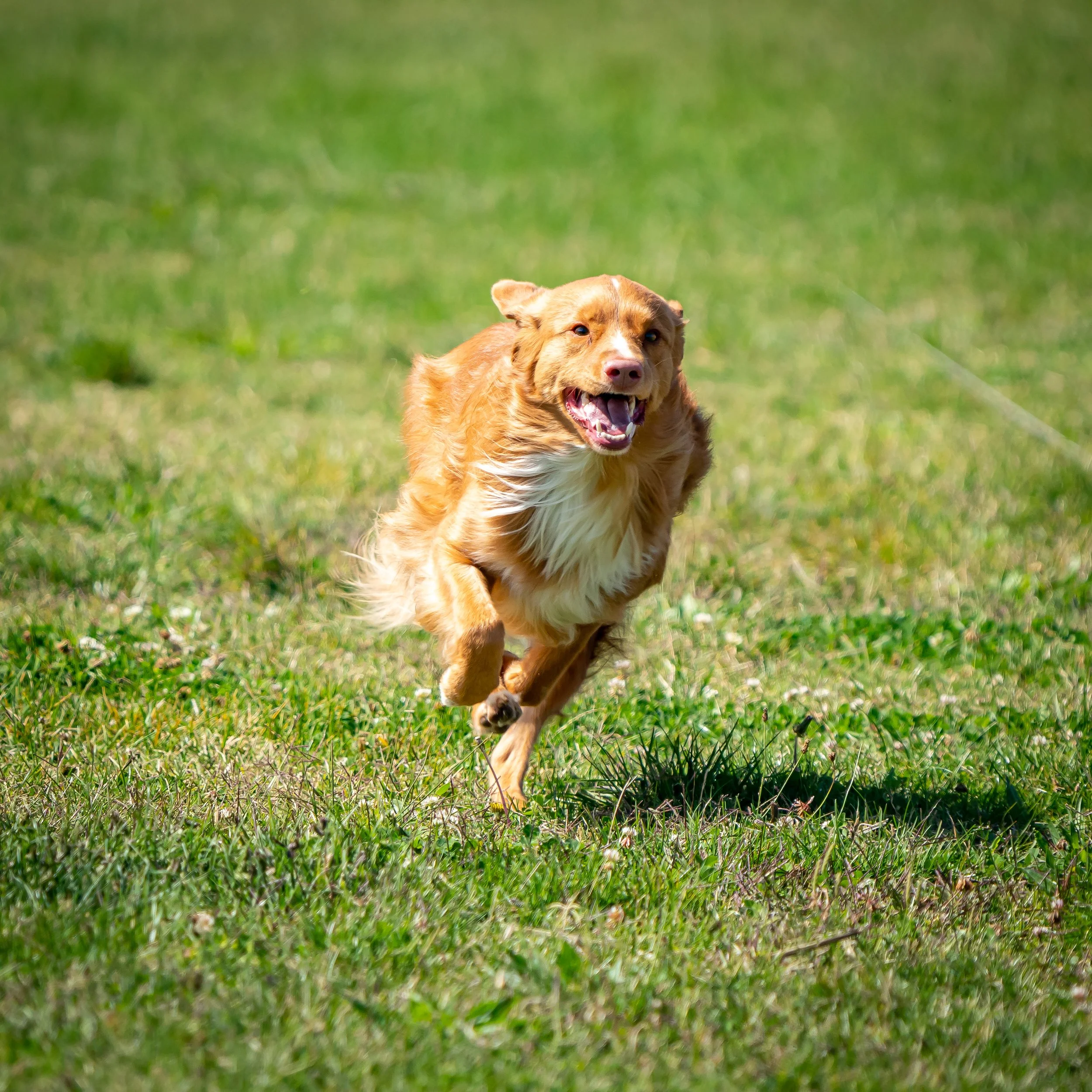 General 1 — Nova Scotia Duck Tolling Retriever Club of Victoria
