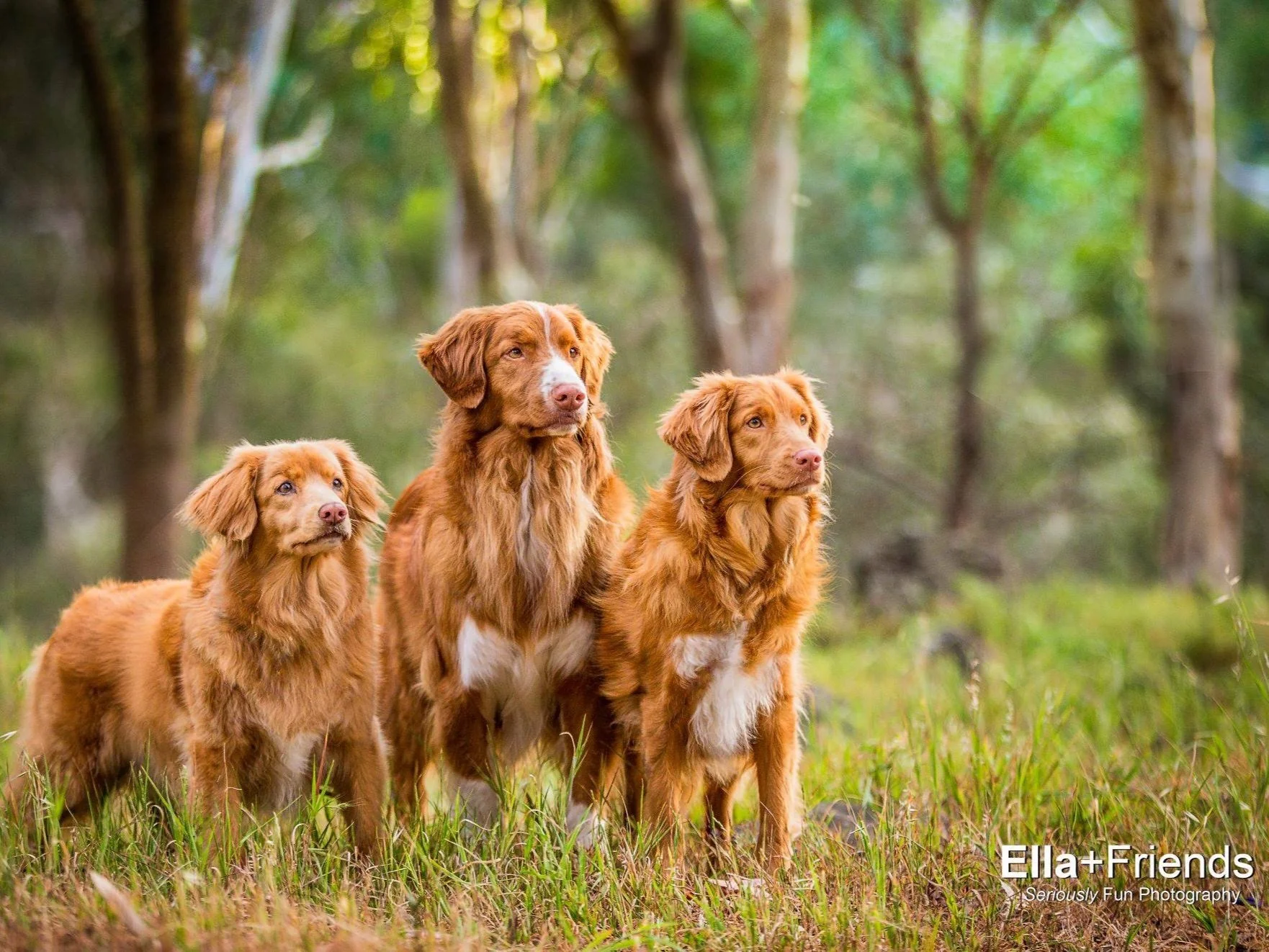 Nova Scotia Duck Tolling Retriever Club of Victoria