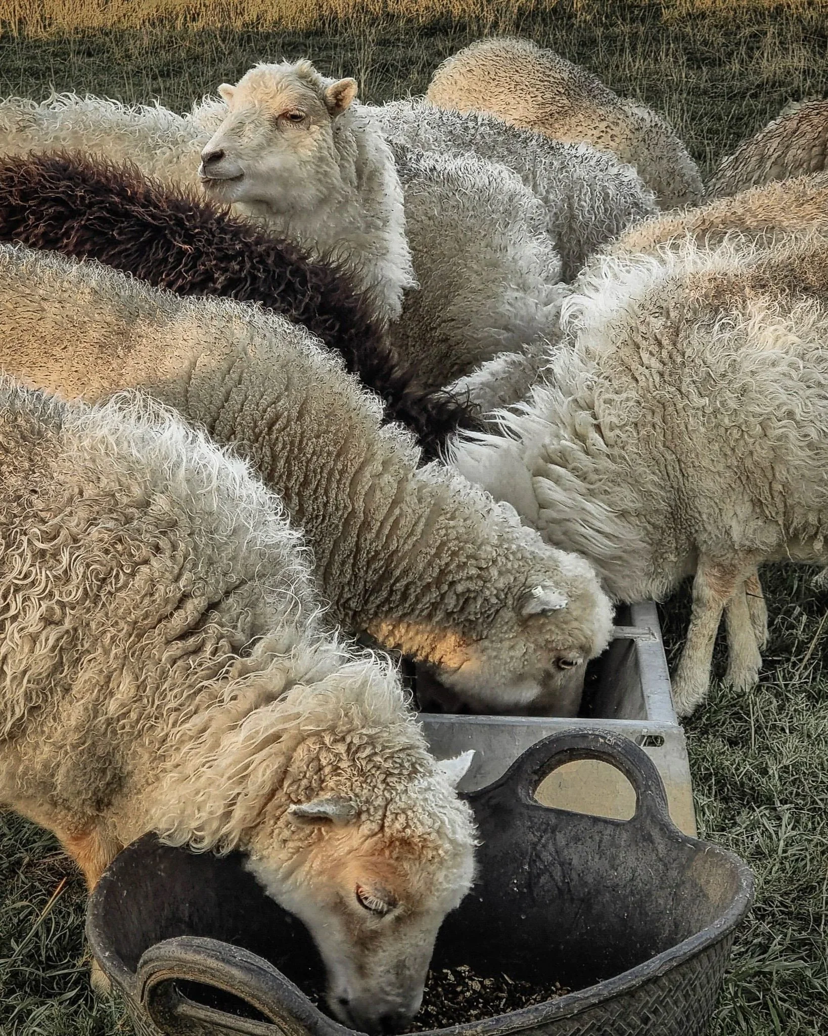 What is the difference between Mohair and Wool — GOATHERDESS