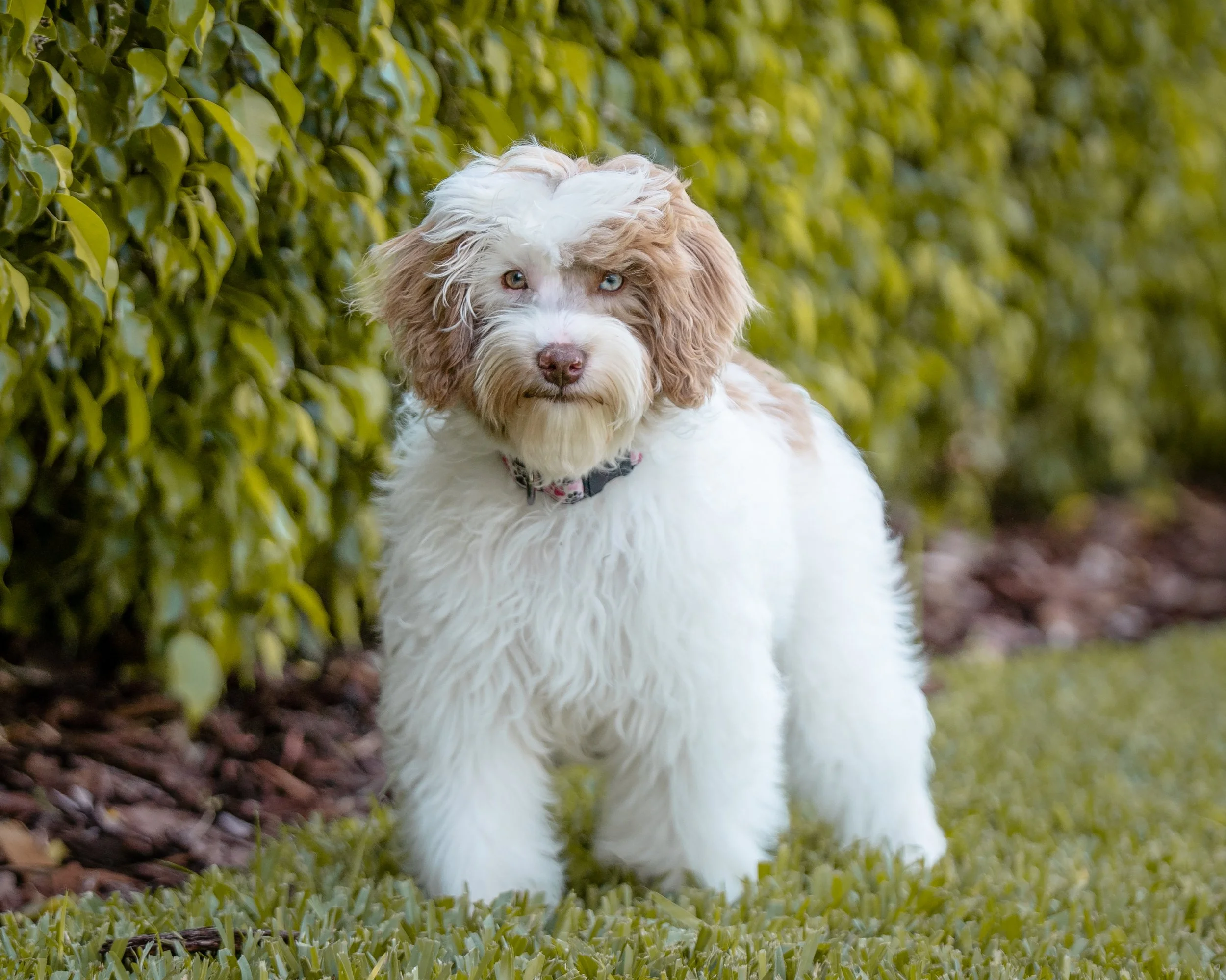 Medium Goldendoodle Size