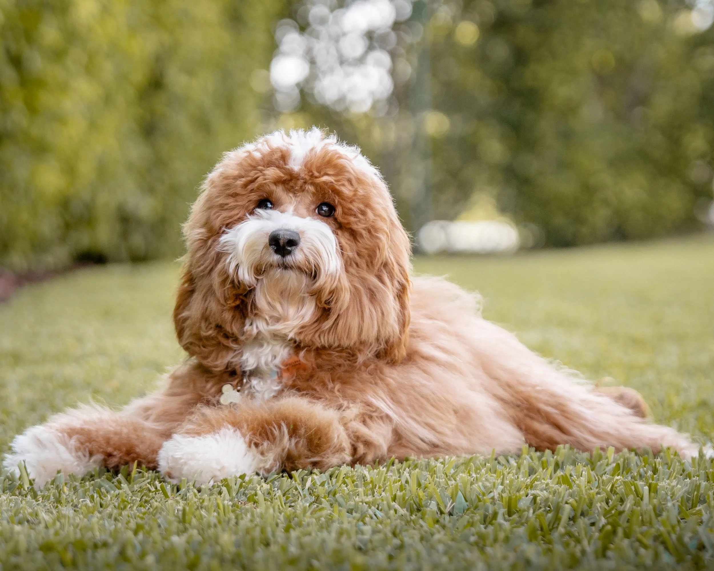 Miniature Australian Goldendoodle