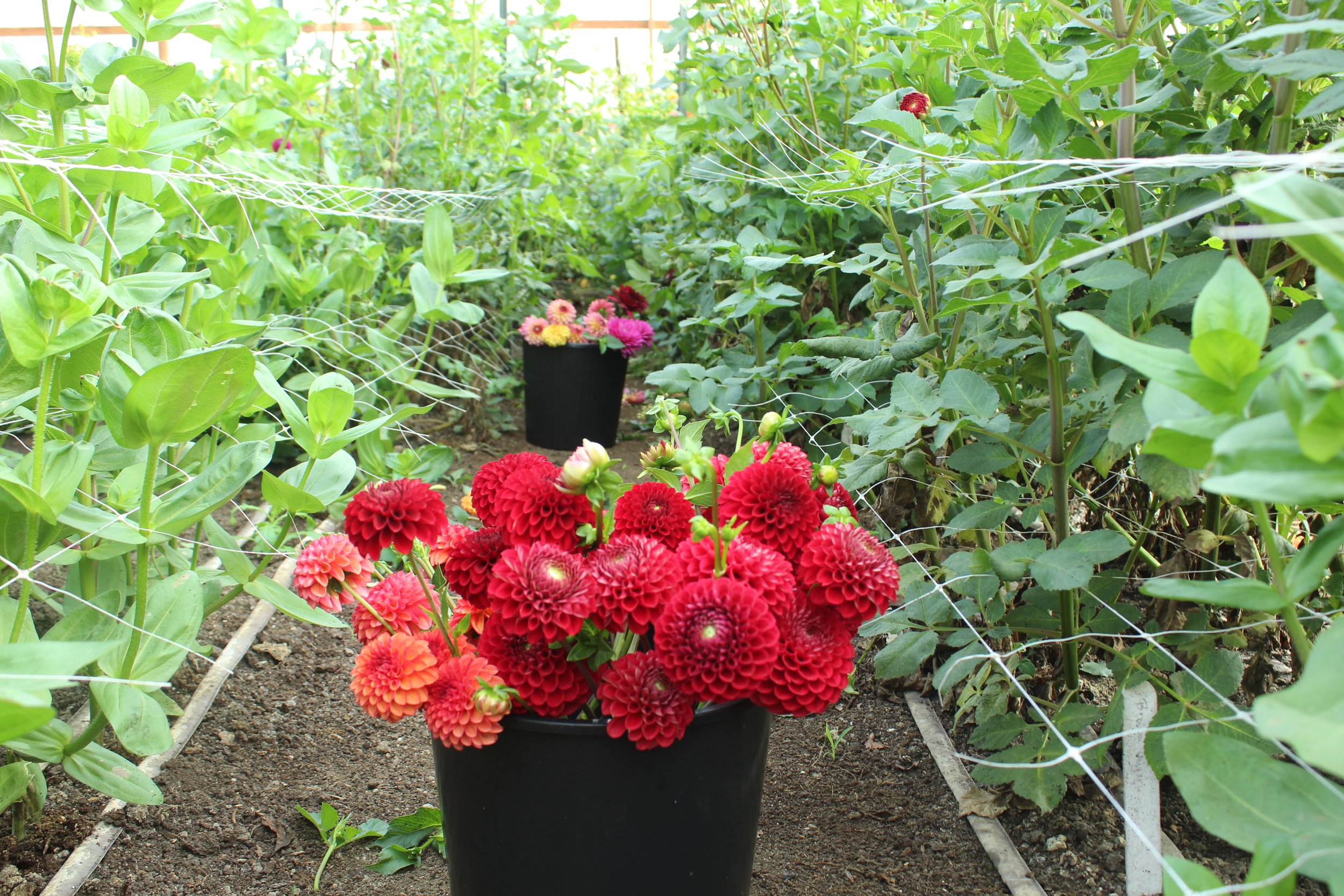 Gallery — D&D Blooms