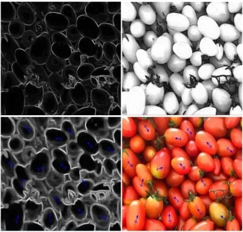 Innovative Fruit Sorting Using Machine Vision - Oculus Vision