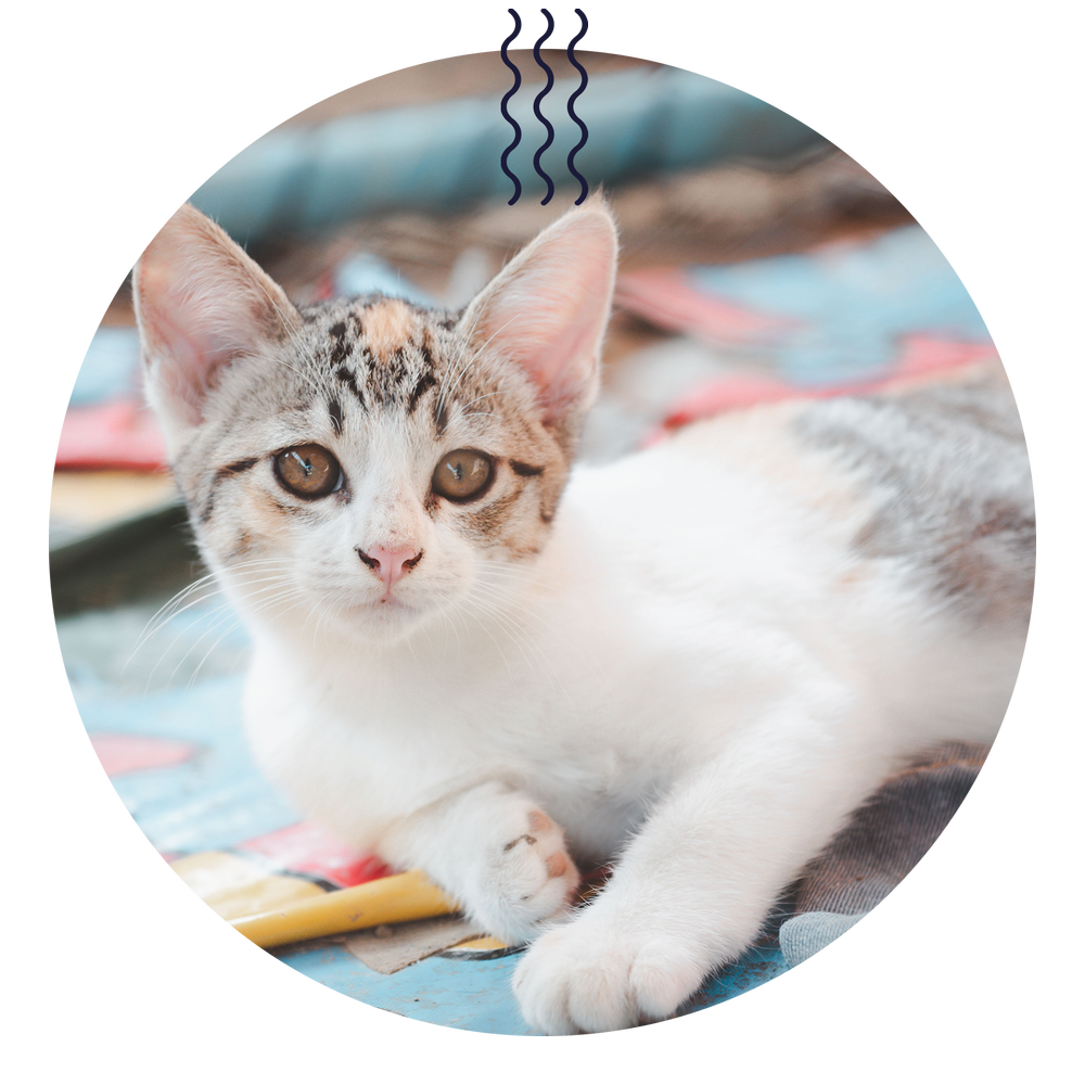 Adoption — SPCA