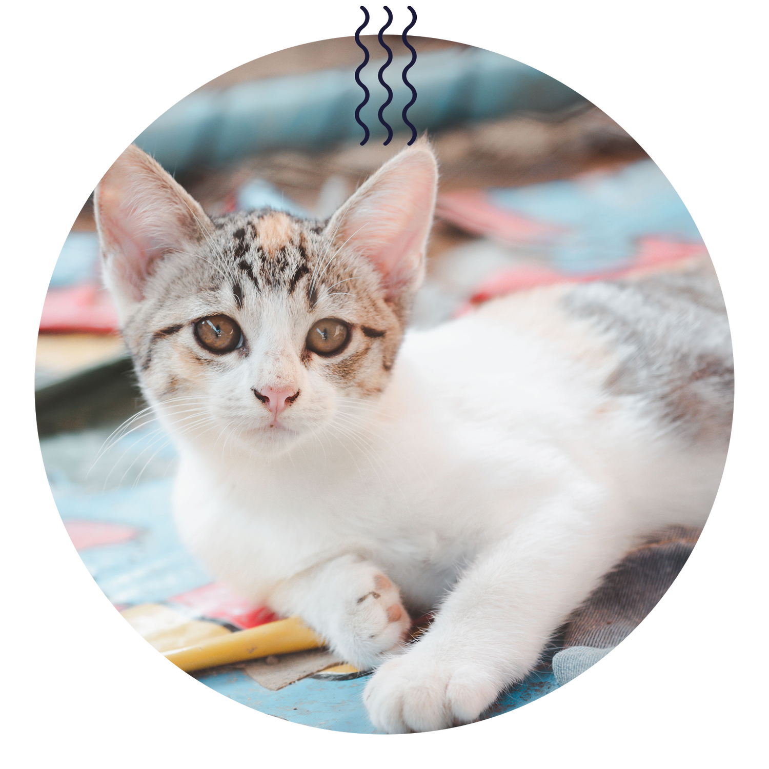 Availble Pets — SPCA