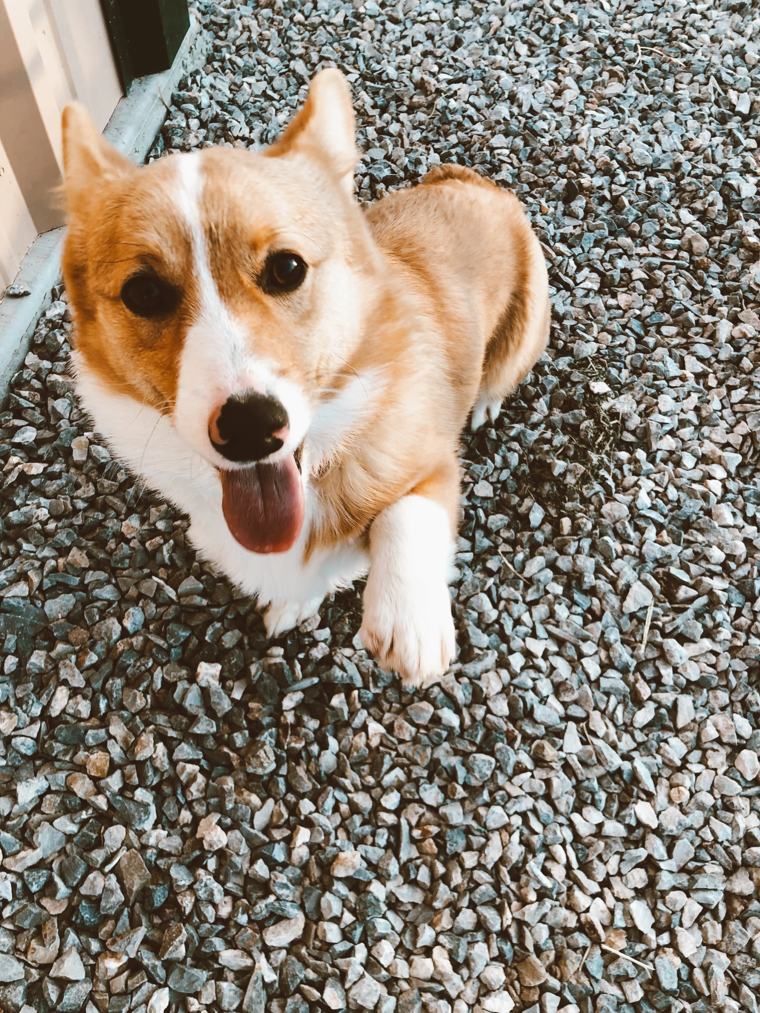 Baby Corgi Tumblr