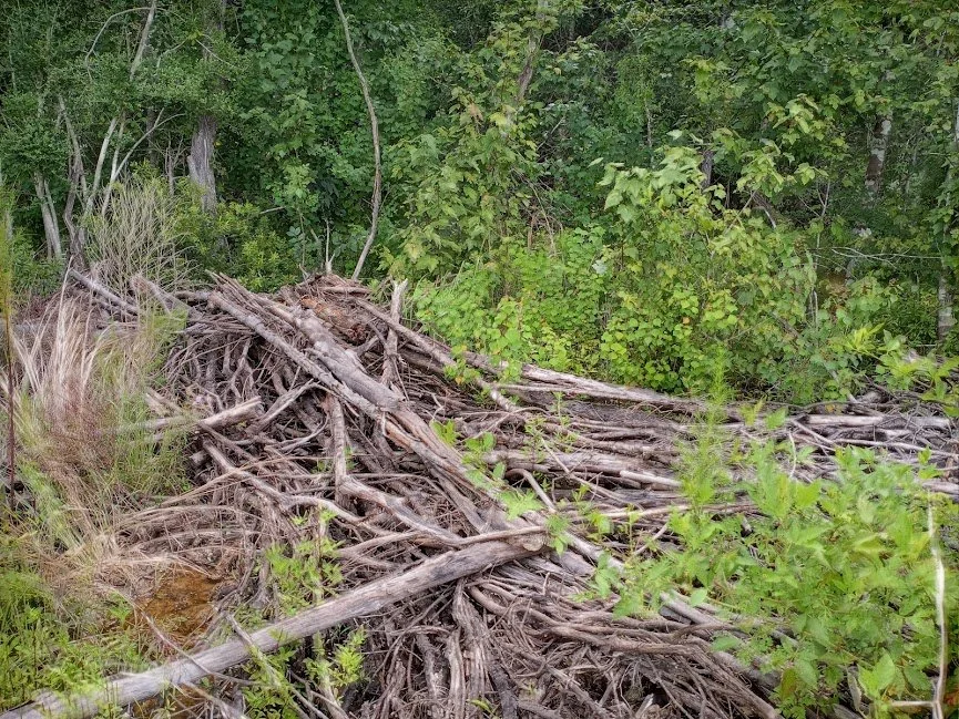 Woody Biomass Burial - Sustainable Carbon Farming & Removal - Carbon ...