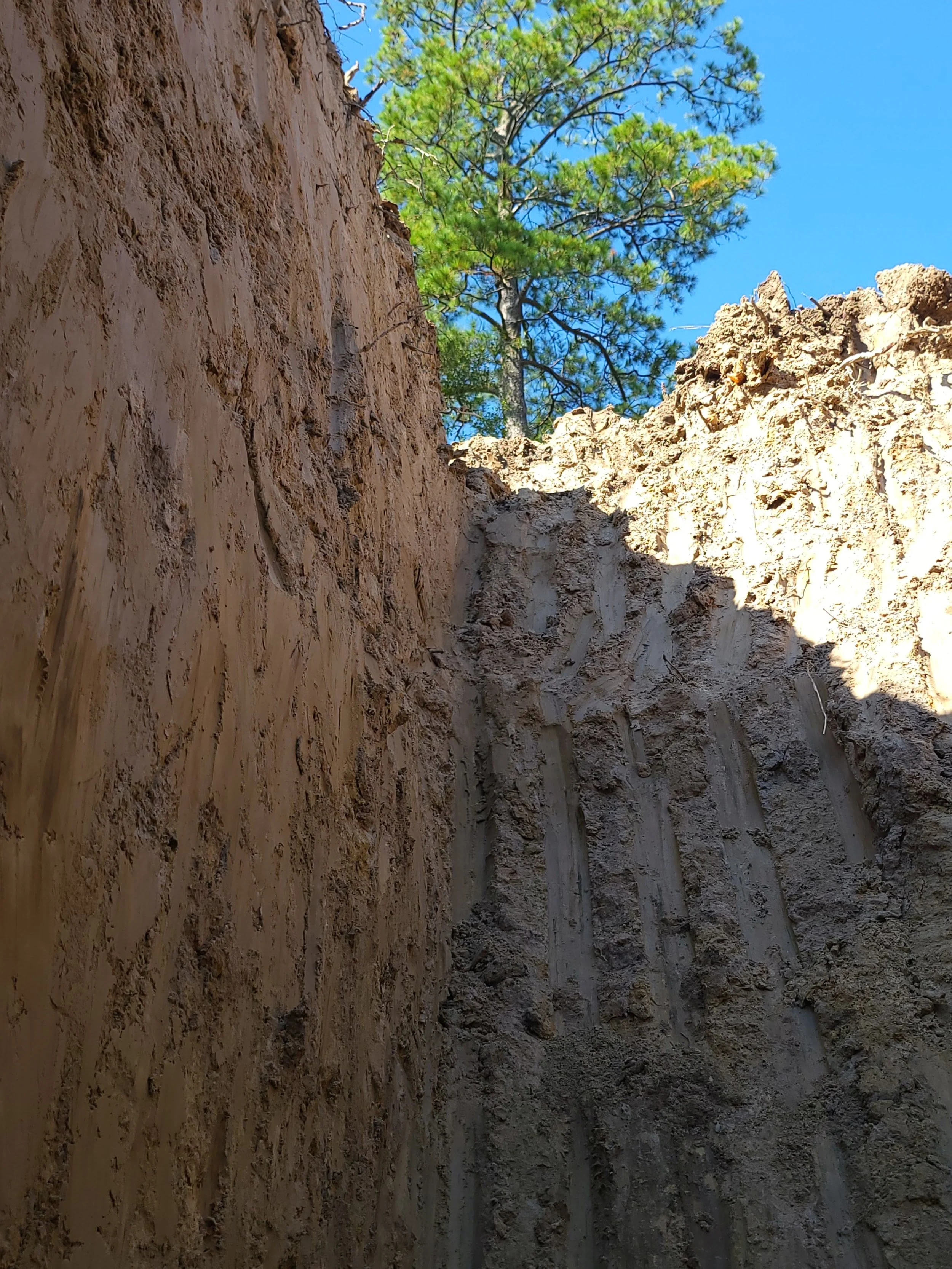 Innovative Carbon Sequestration Solutions | Terrestrial Storage & Biomass