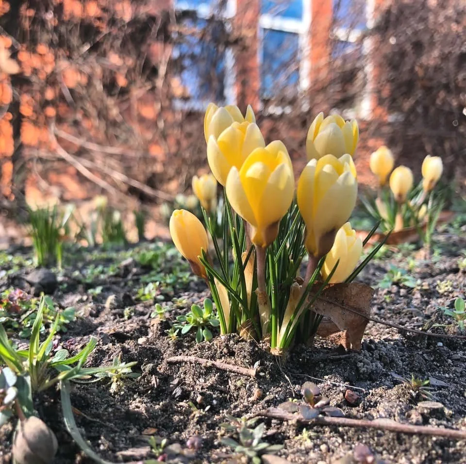 The Crocus Project — Holocaust Education Ireland