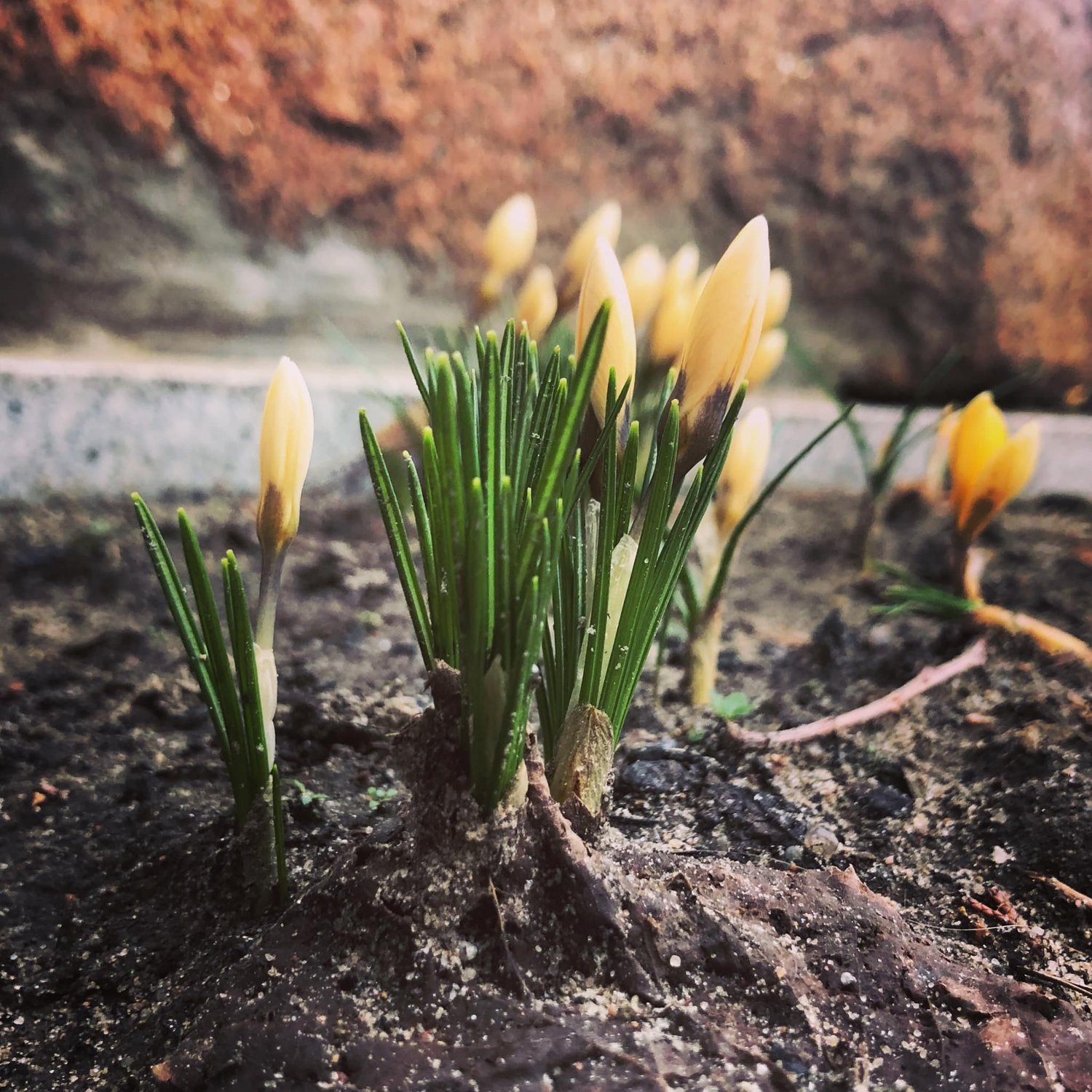 The Crocus Project — Holocaust Education Ireland