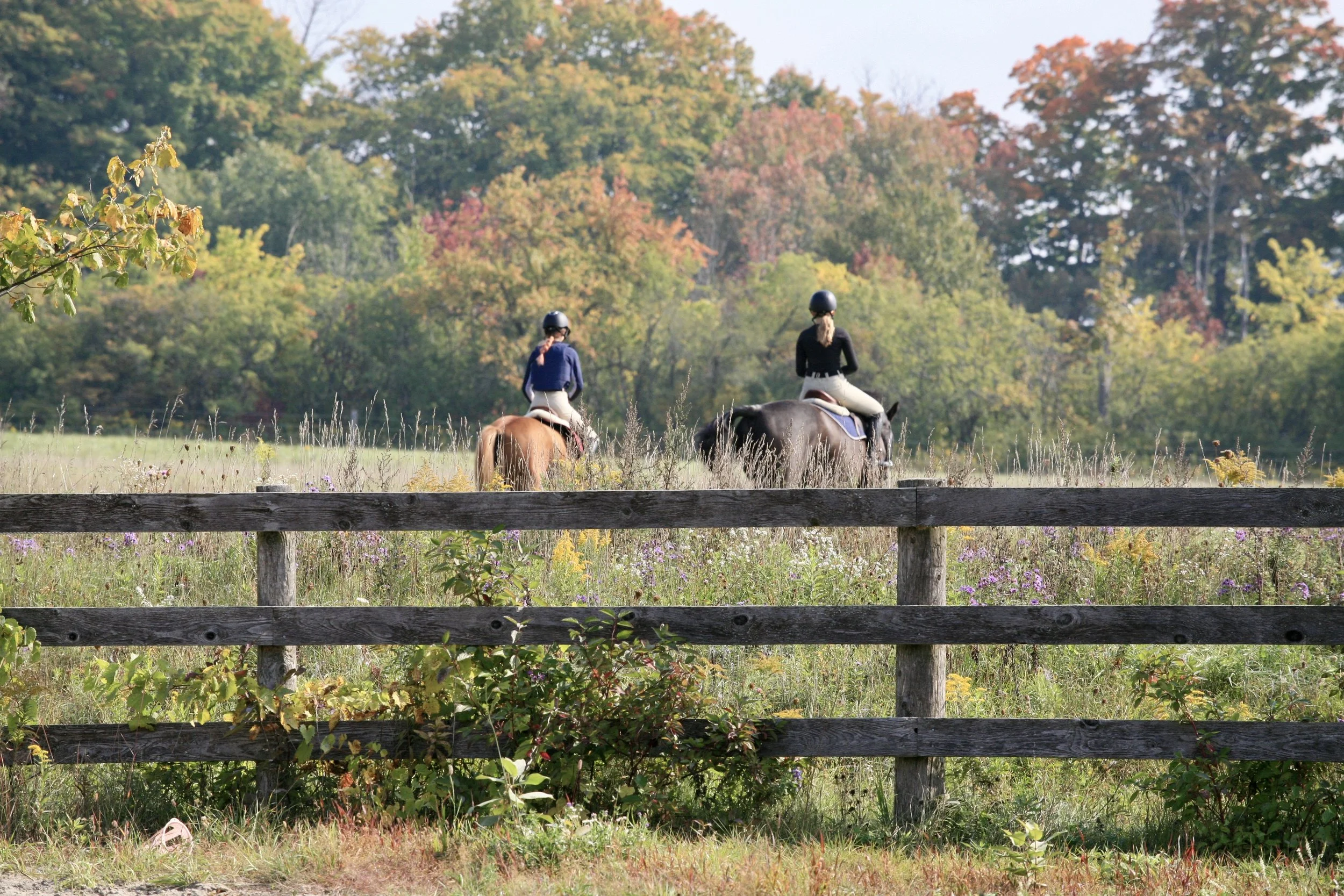 Toronto Equestrian North