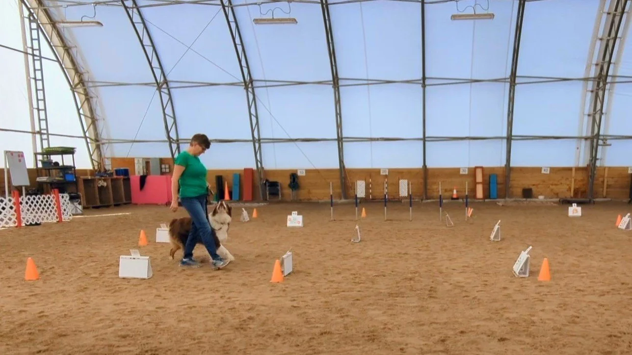 Rally Obedience | Paus-N-Train | Agility & Obedience | Dog Training ...