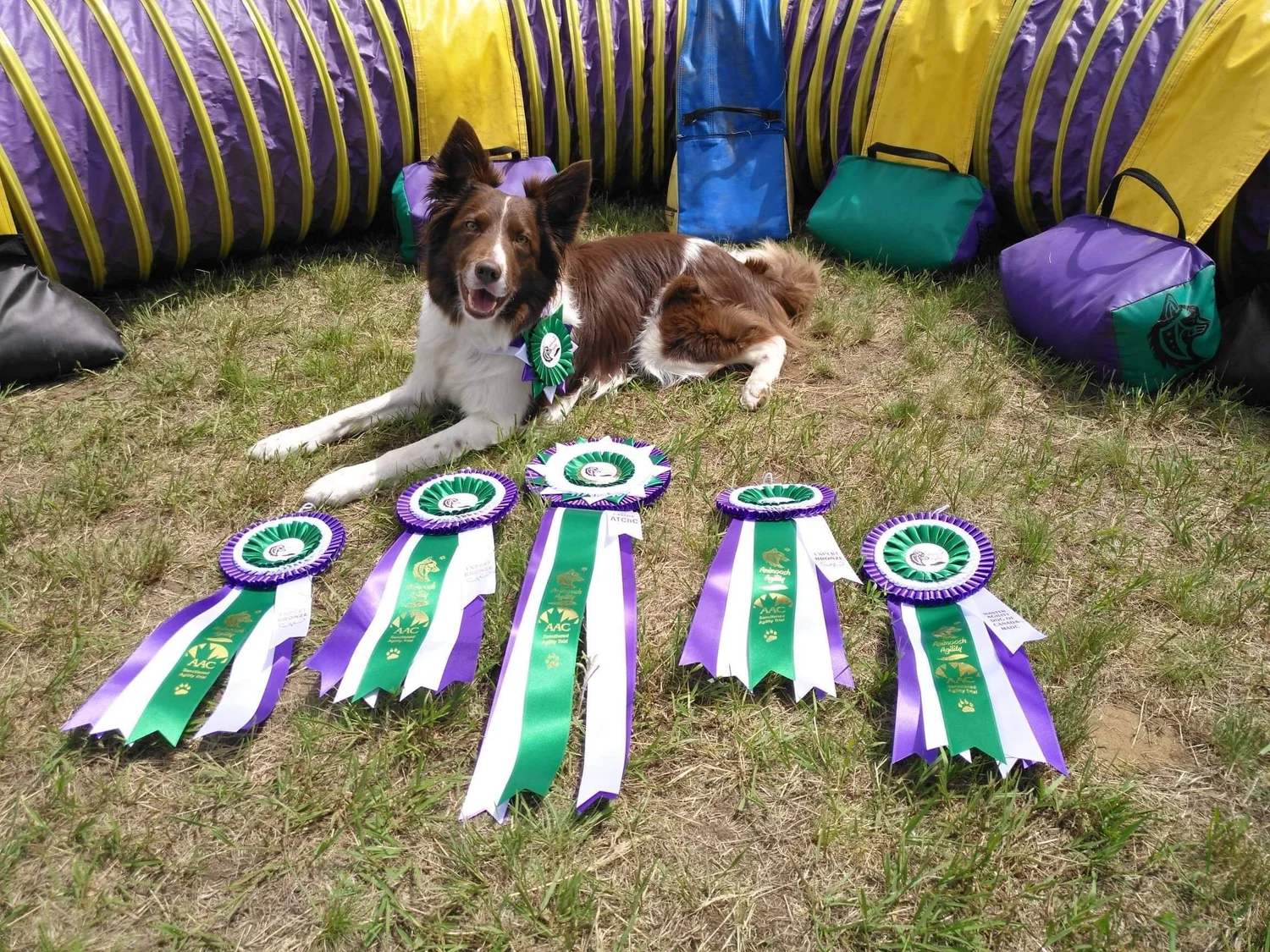 Agility | Paus-N-Train | Agility & Obedience | Dog Training ...