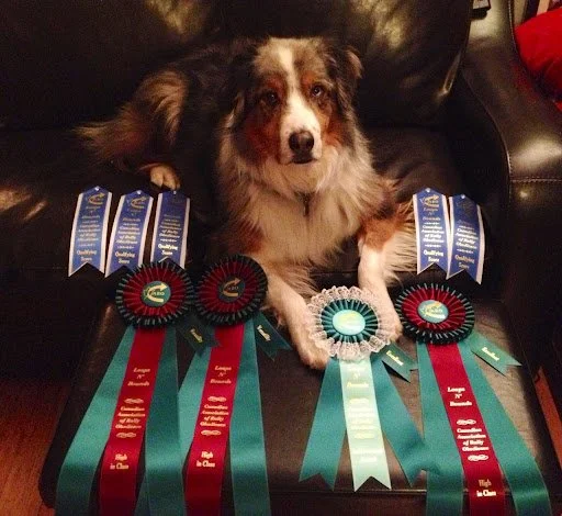 Rally Obedience | Paus-N-Train | Agility & Obedience | Dog Training ...