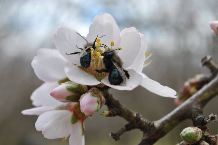 The Orchard Bee Association