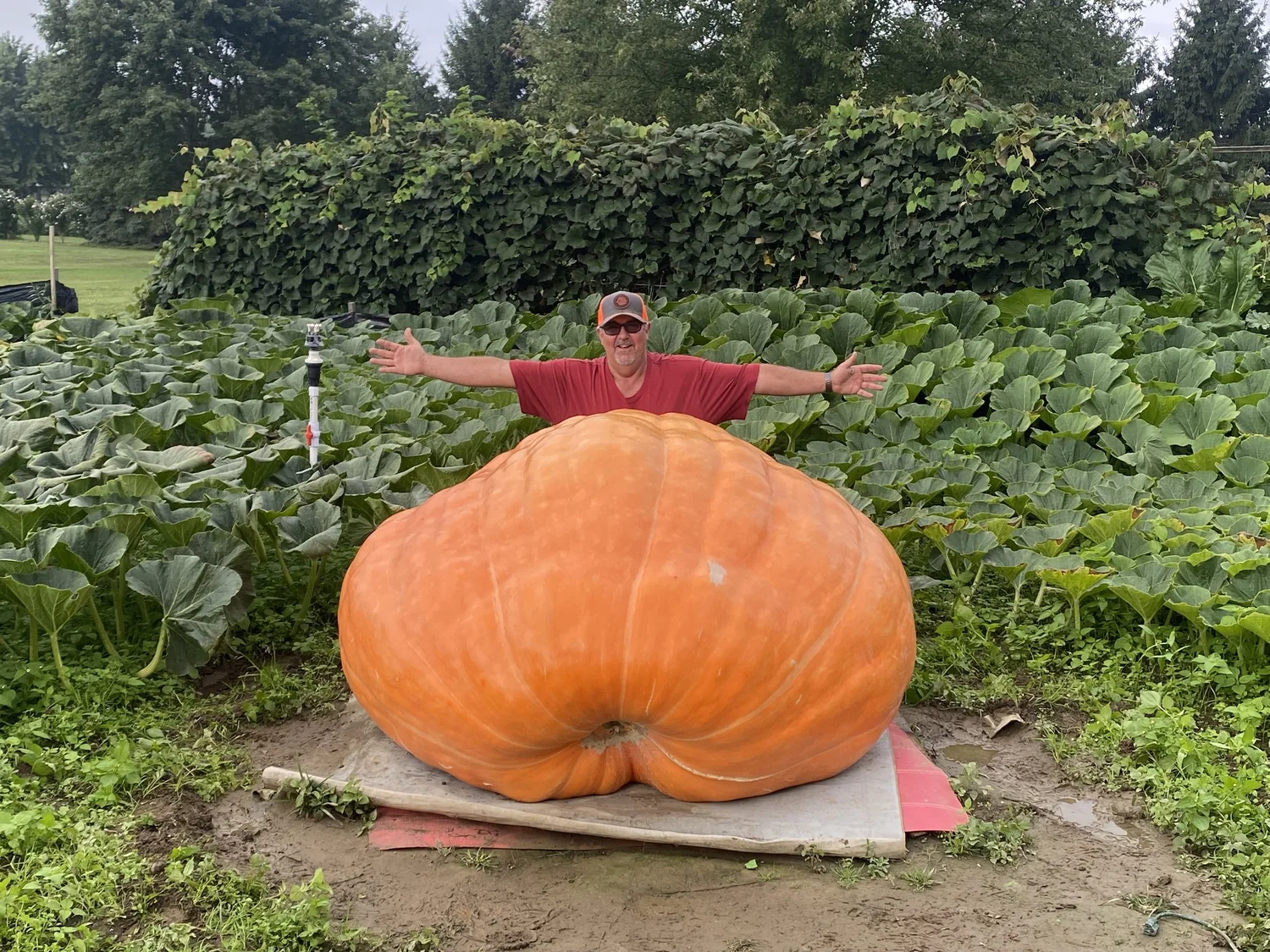 Giant Pumpkin Seeds — Kisamore Giant Pumpkins