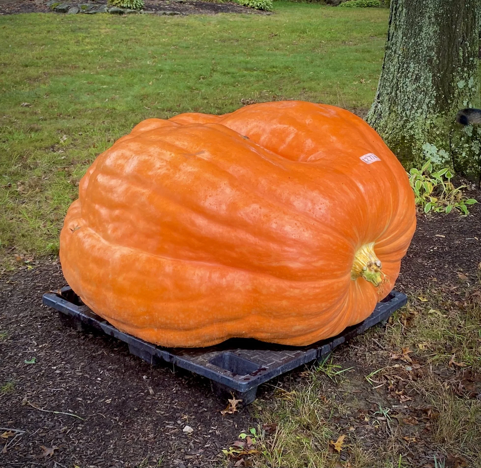 Giant Pumpkin Seeds — Kisamore Giant Pumpkins