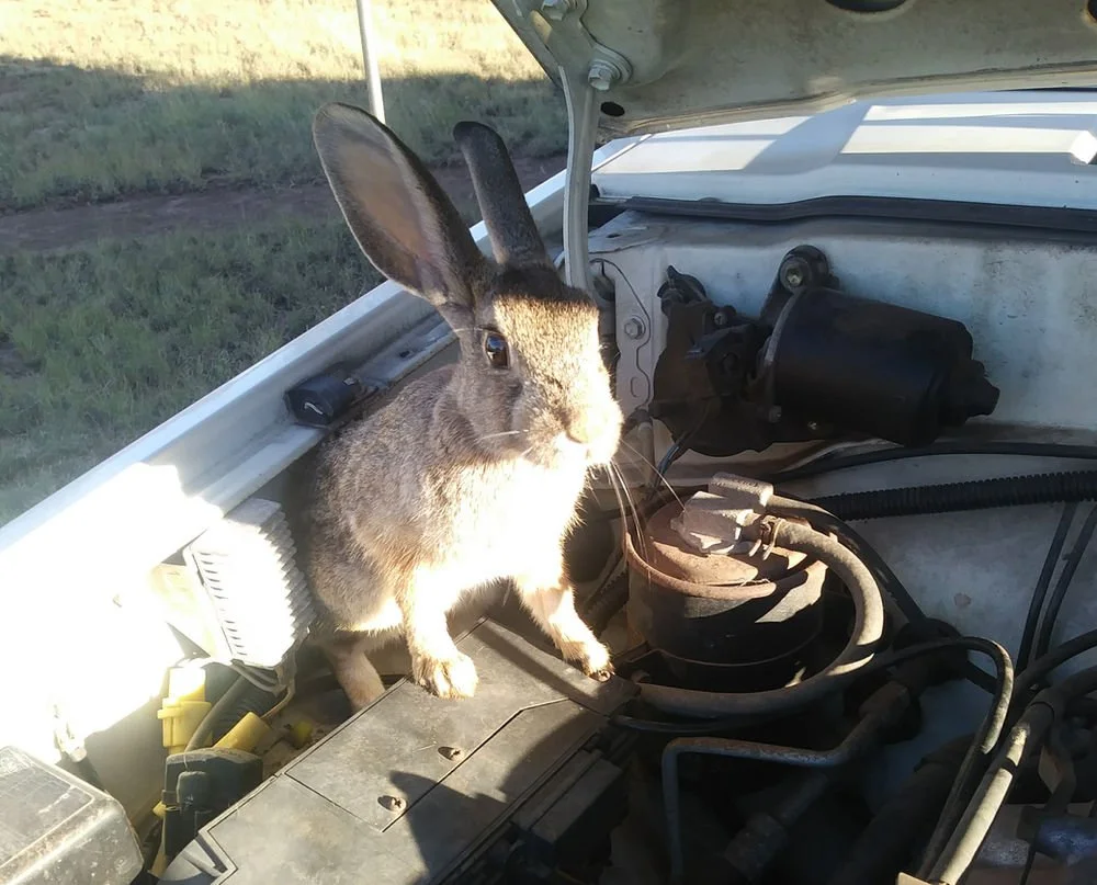 Handling a Rodent Infestation in your Car — REVIVE Auto Detailing