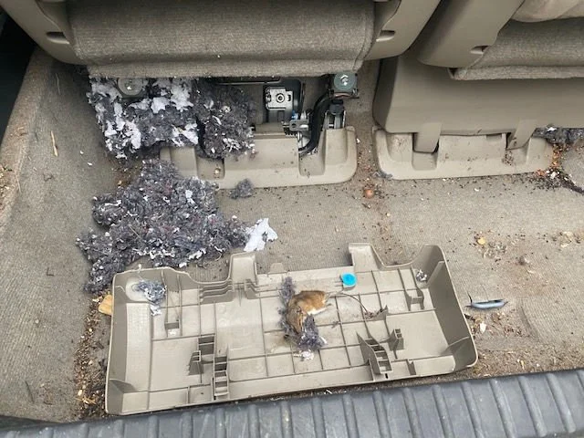 How to Keep Rodents Out of Your Car | Prevention Tips