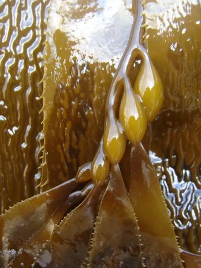 NZ Kelp